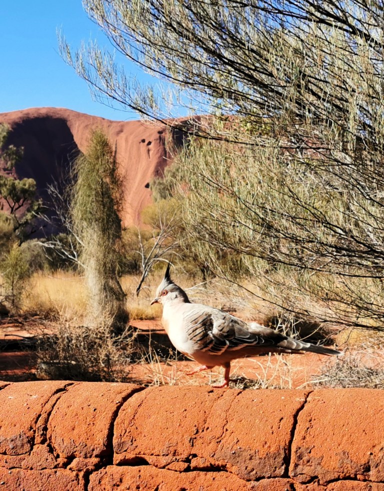 The Rock – David Redpath