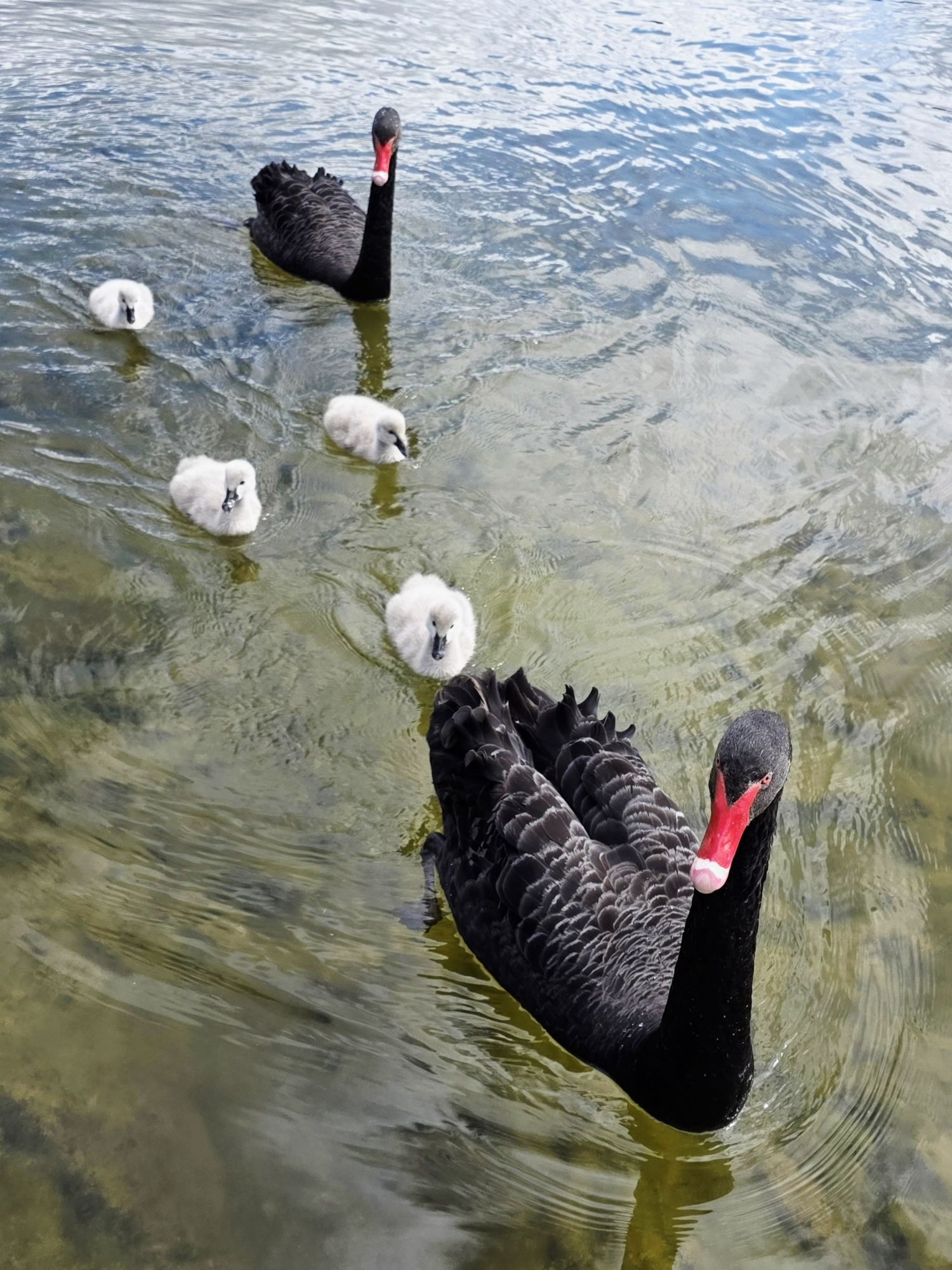 Swans On The Water – David Redpath
